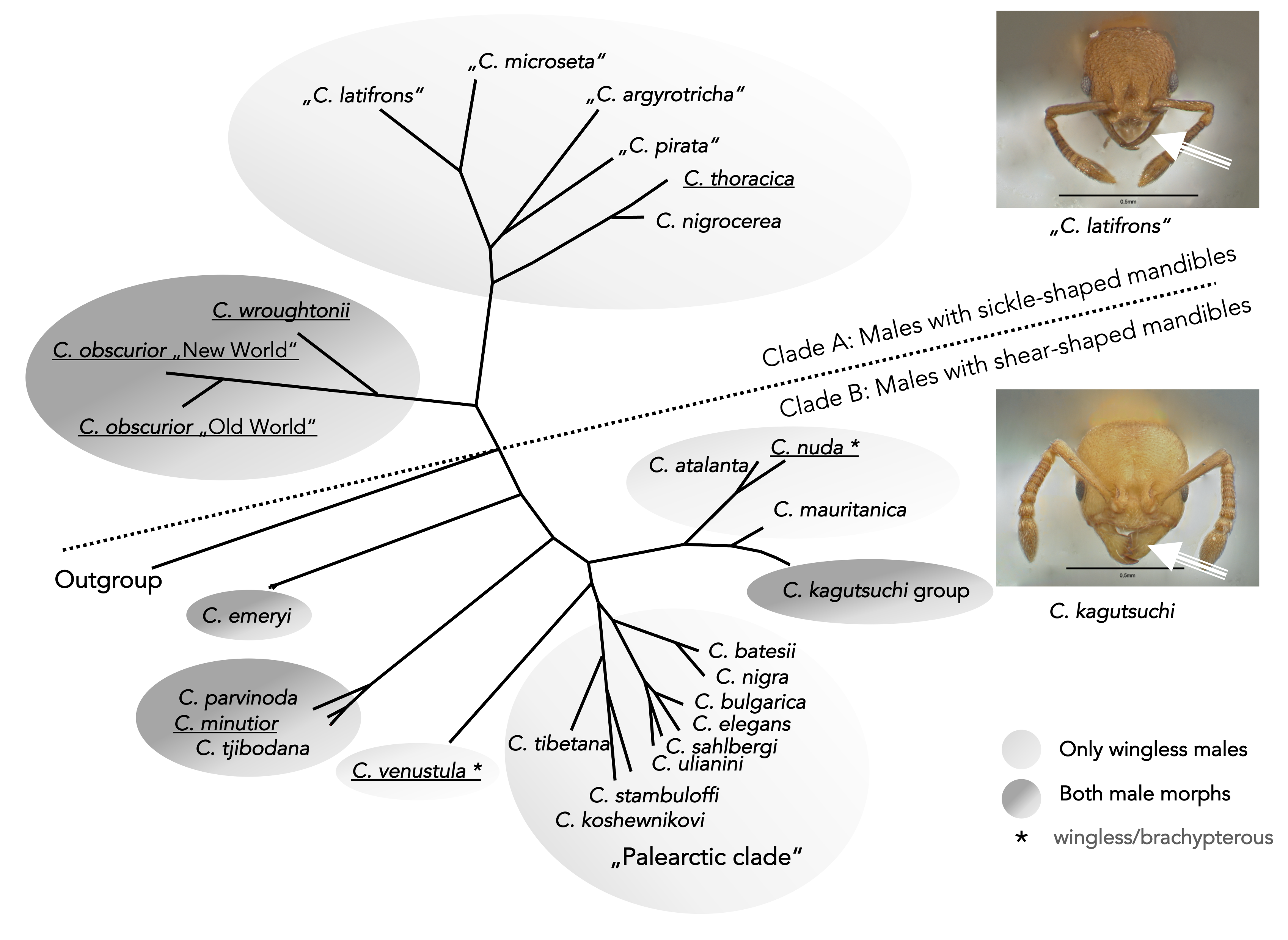 Cardiocondyla – cardiocondyla.org